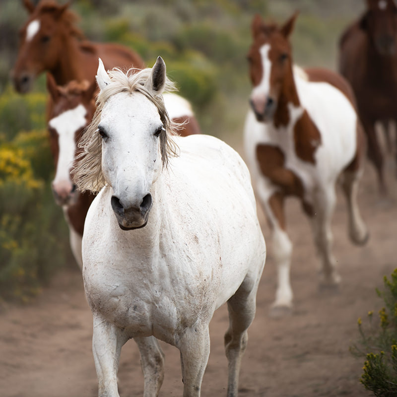 Drowsy Water Ranch | Award-Winning Colorado Dude Ranch